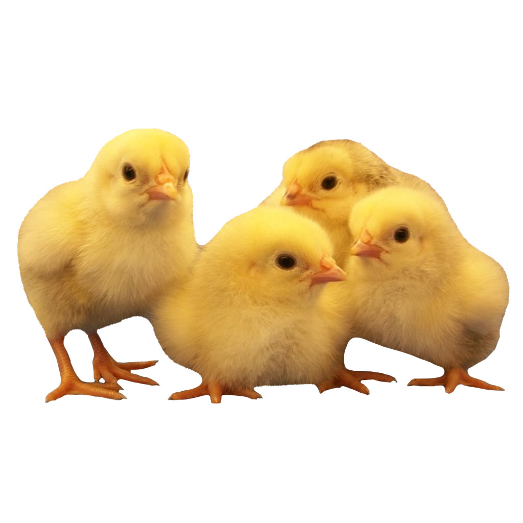 FREY'S DAY OLD - COLUMBIAN ROCK X [PULLETS] | MB Country Living
